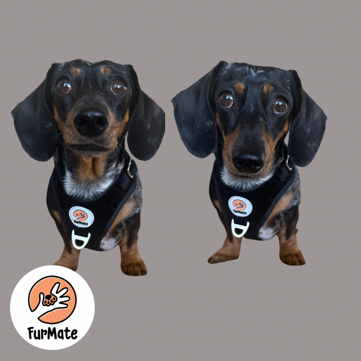 Quartz Quokka Collar – FurMate